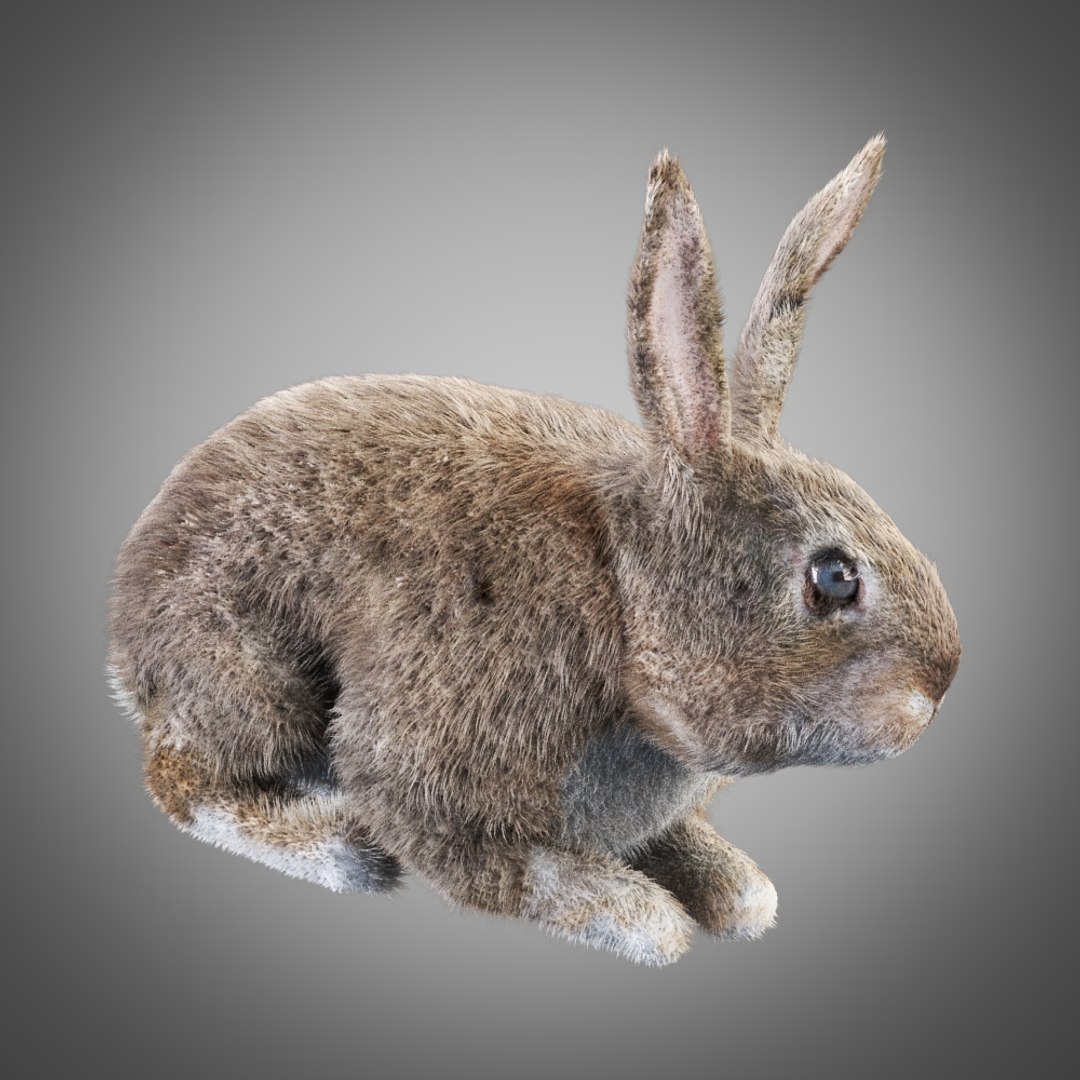 3d Model Rabbit Fur