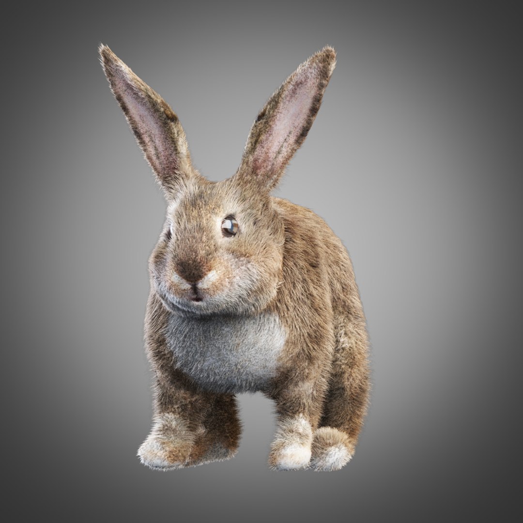 3d Model Rabbit Fur