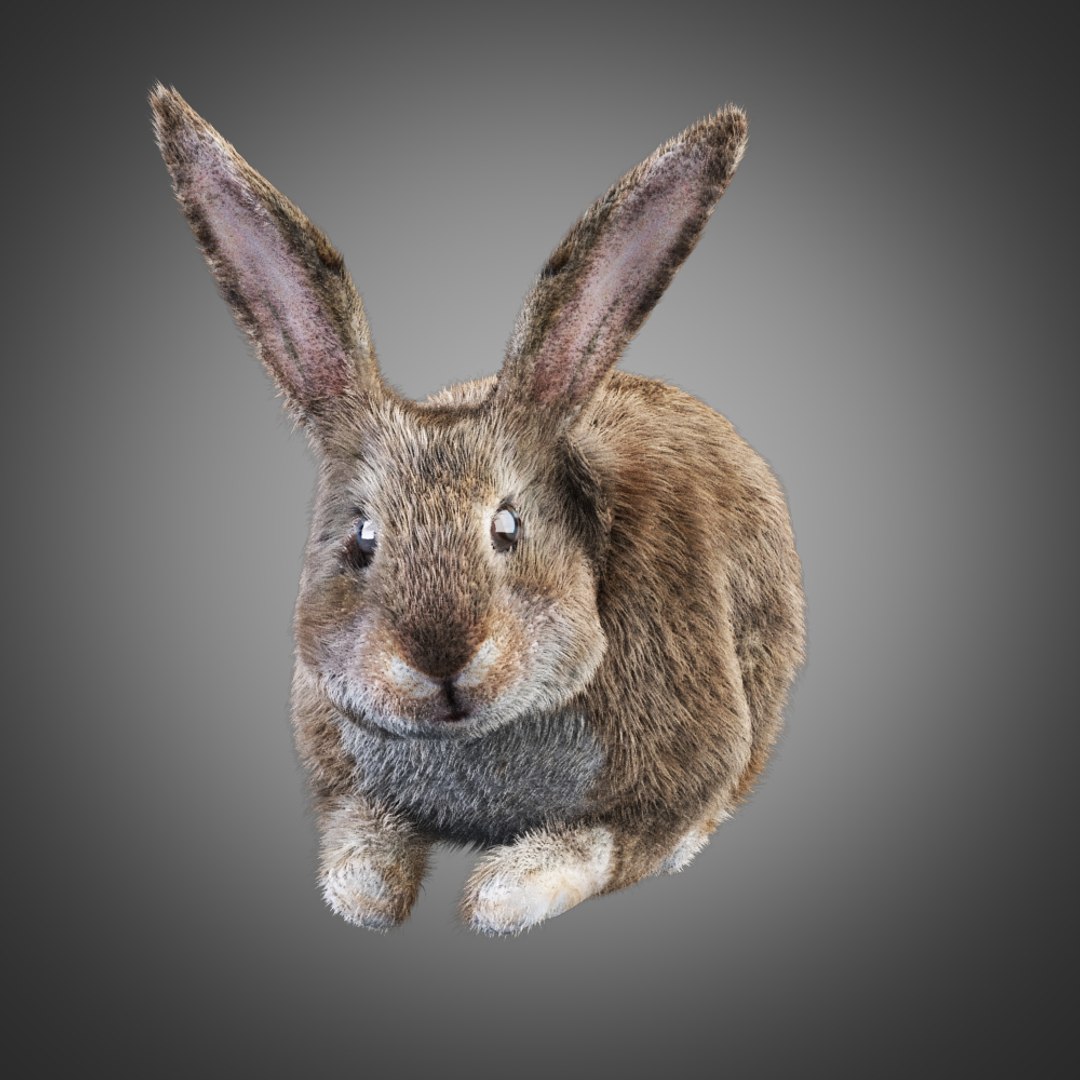 3d Model Rabbit Fur