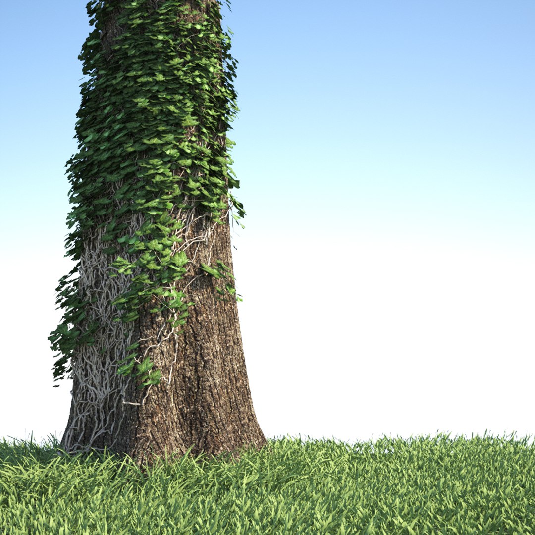 Tree Trunk Covered Ivy 3d Model