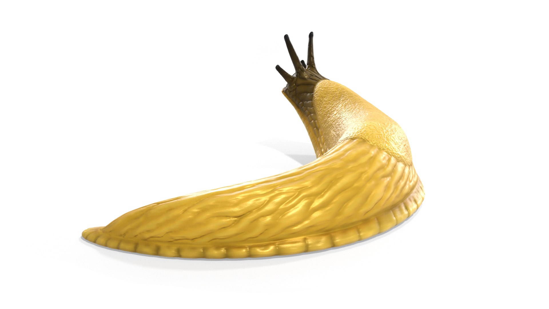 Banana Slug 3D Model - TurboSquid 2044522