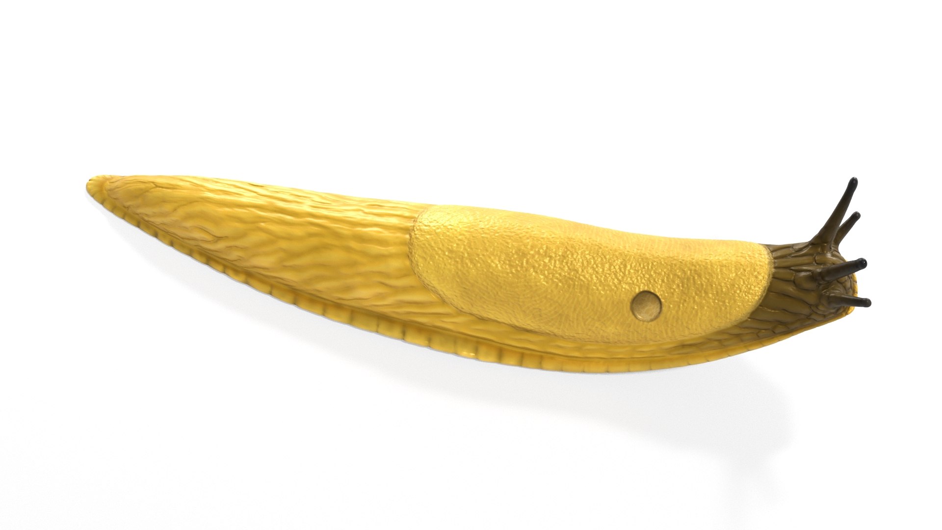 Banana Slug 3D Model - TurboSquid 2044522