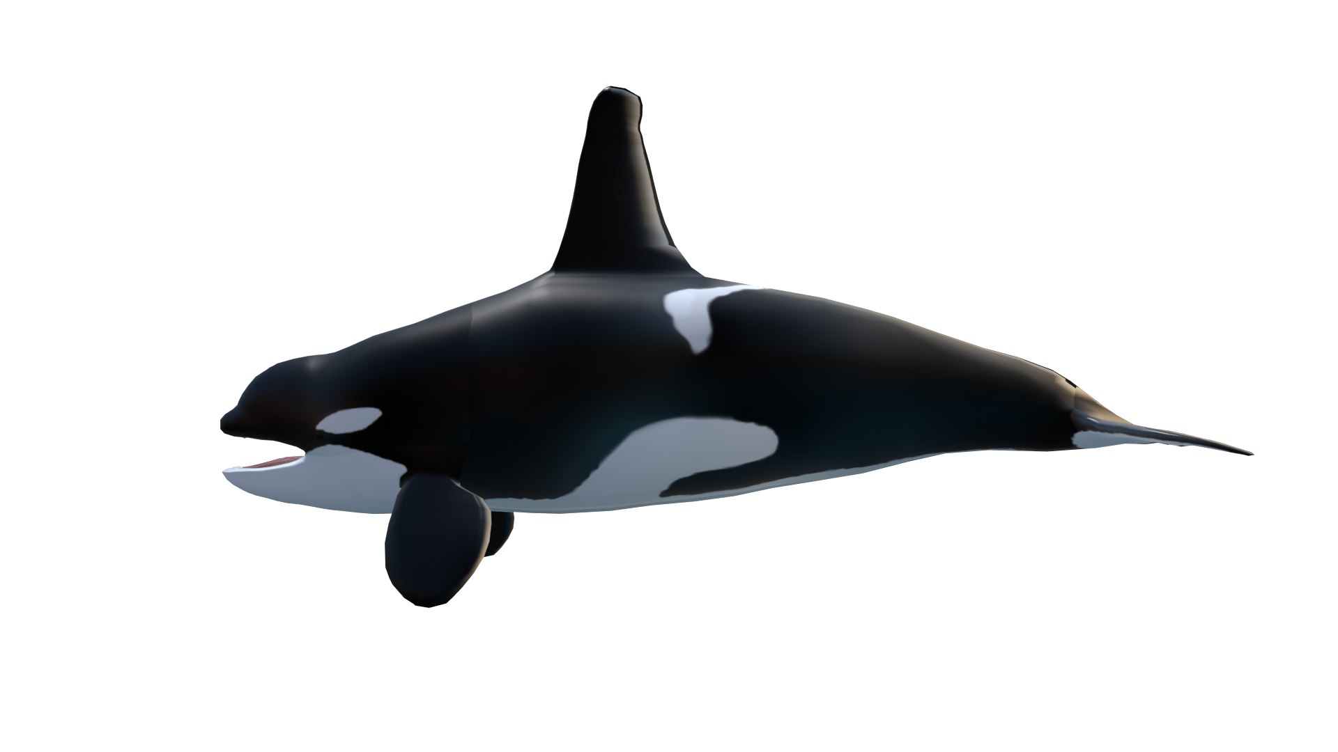 3D Orca Killer Whale 3D Model - TurboSquid 2310659