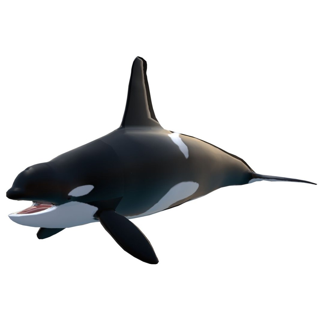 3D Orca Killer Whale 3D Model - TurboSquid 2310659