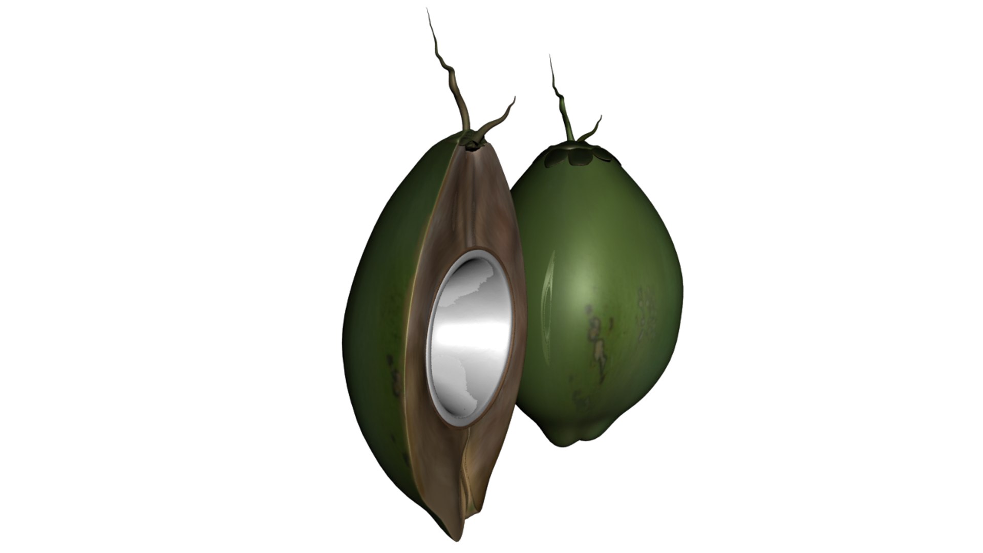 Coconut Cocos 3d Obj