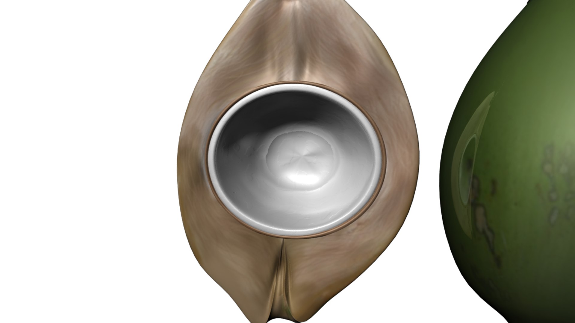 Coconut Cocos 3d Obj