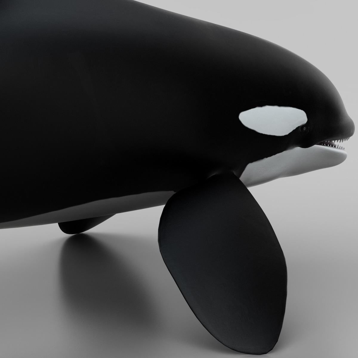 orca whale