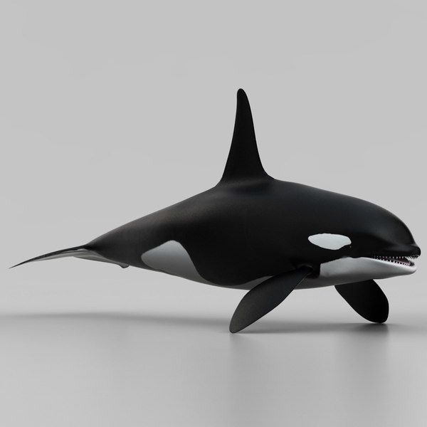 orca whale