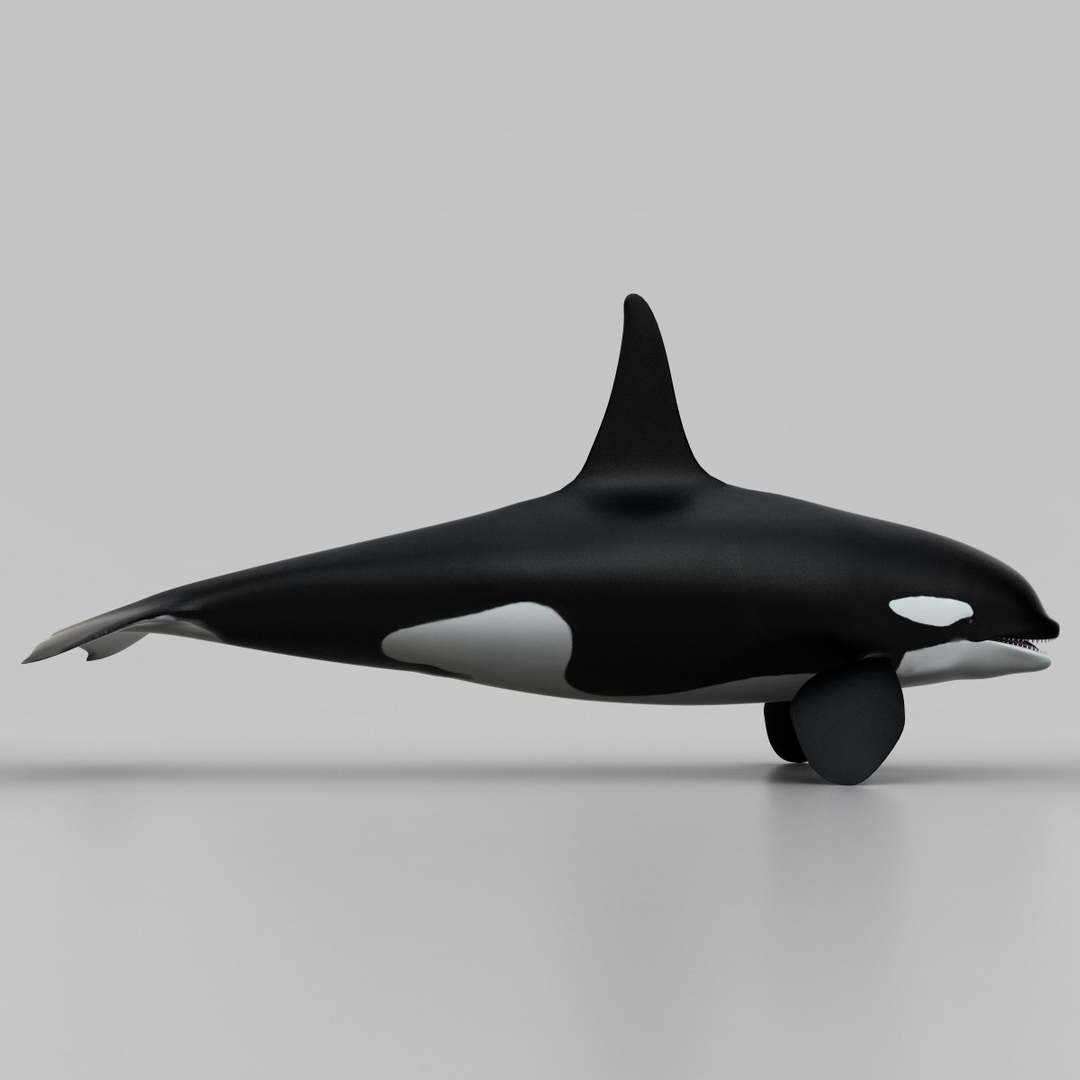 orca whale