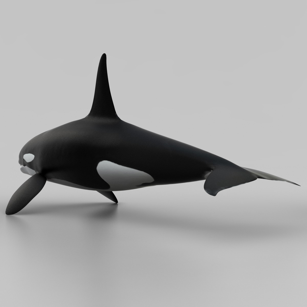 orca whale