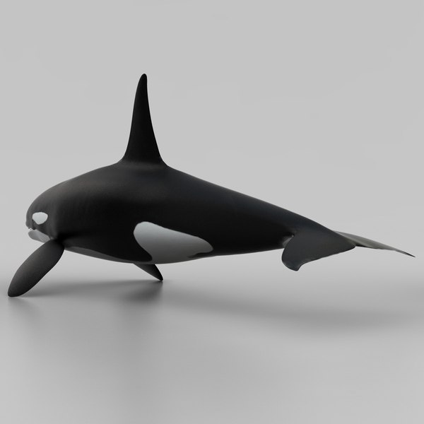 orca whale