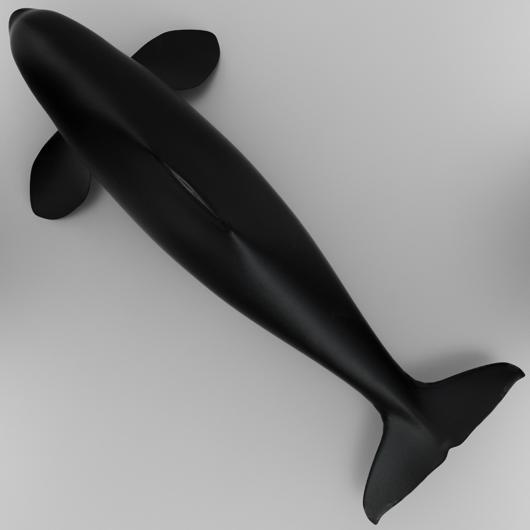 orca whale