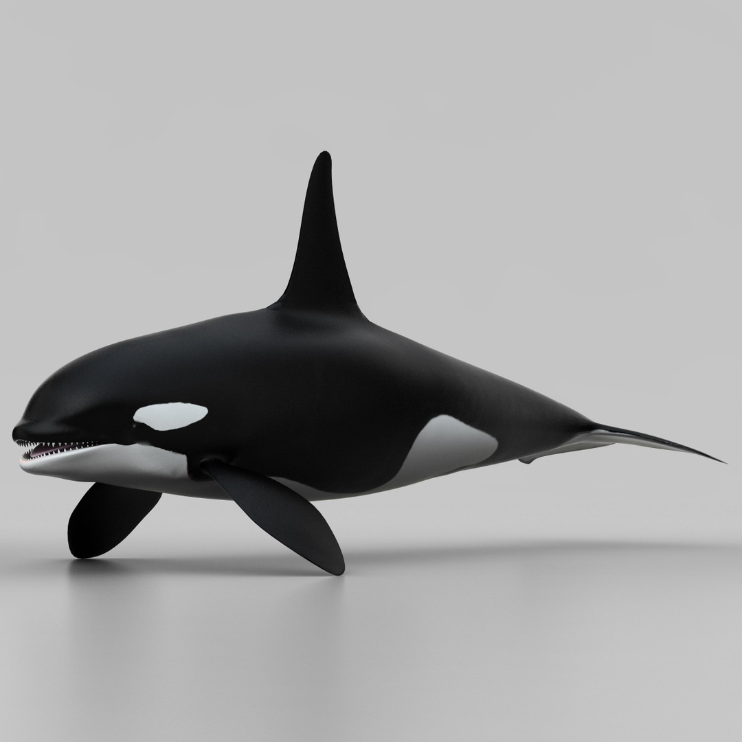 orca whale