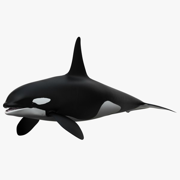 orca whale