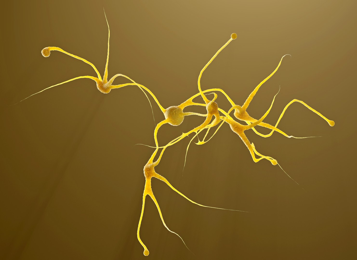 3D Neurons Doctor Model - TurboSquid 1474999