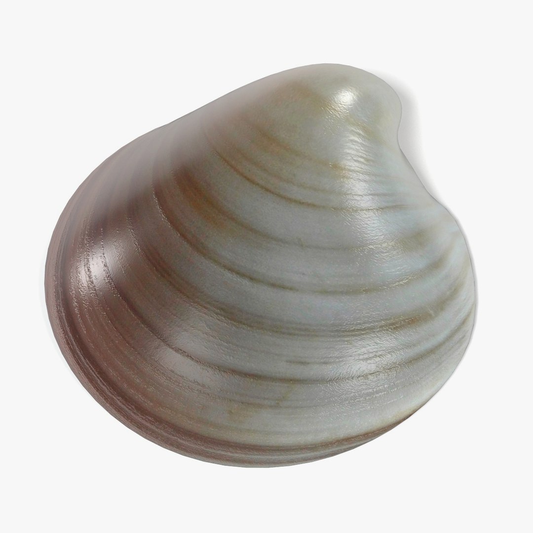 3d 3ds Dosinia Lupinus