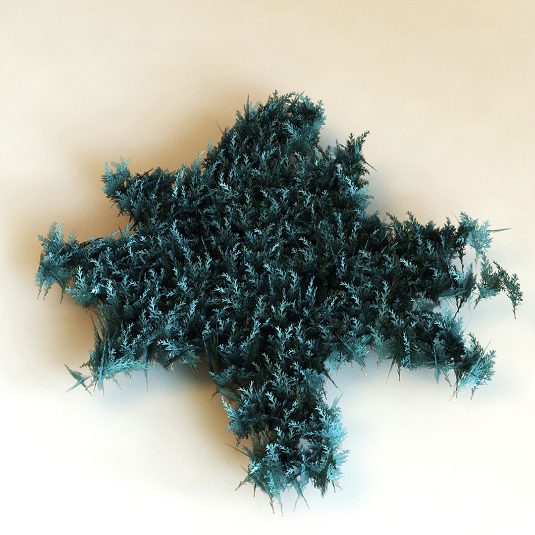 juniperus horizontalis 'blue chip' 3d model