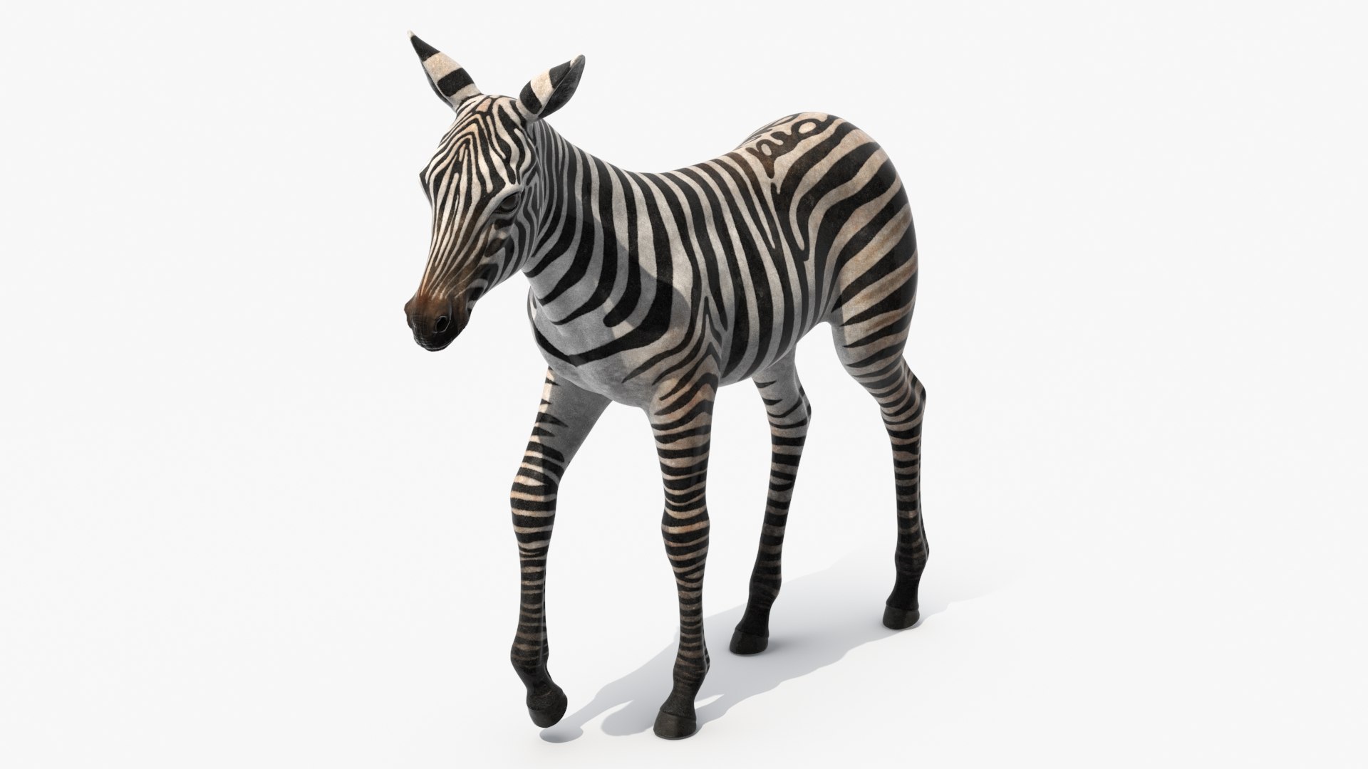3D Young Zebra Rigged Model - TurboSquid 2366244