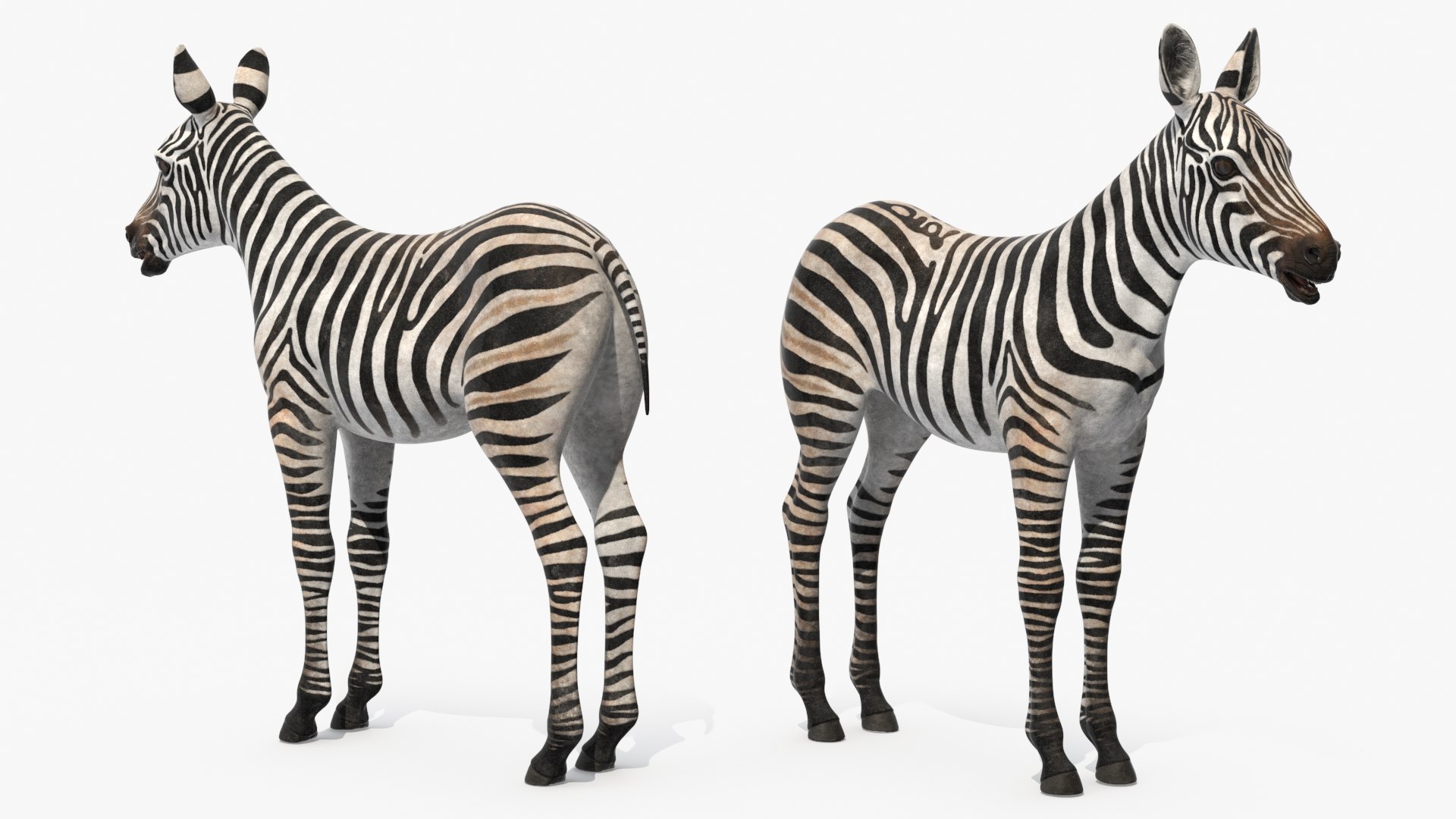 3D Young Zebra Rigged Model - TurboSquid 2366244