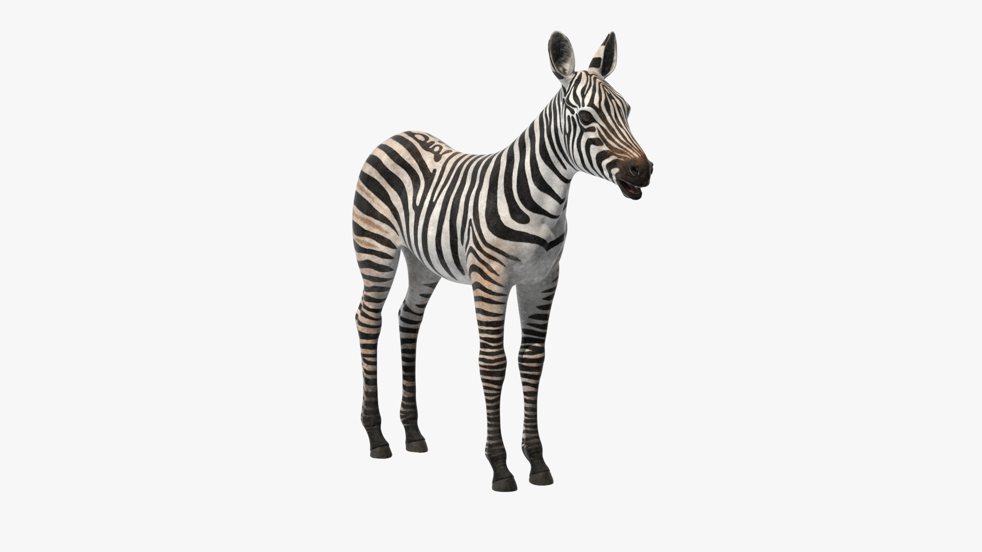 3D Young Zebra Rigged Model - TurboSquid 2366244