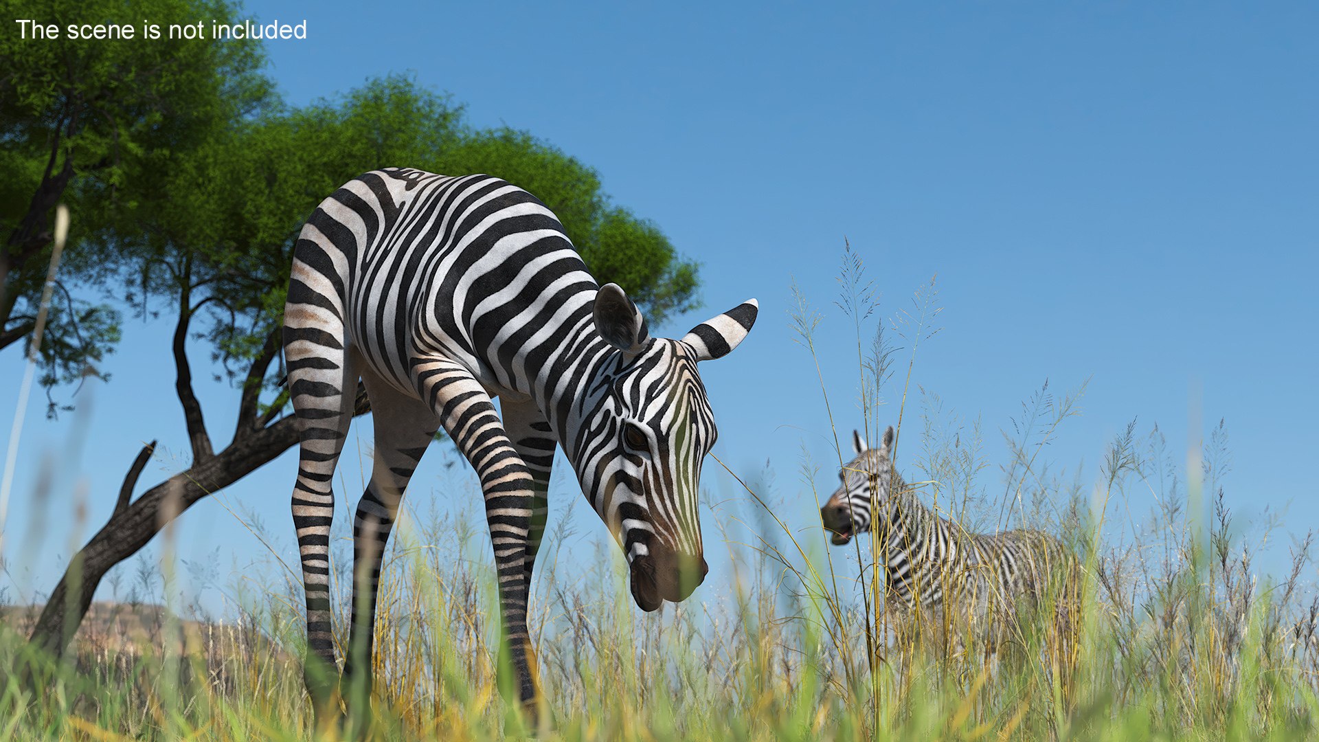 3D Young Zebra Rigged Model - TurboSquid 2366244
