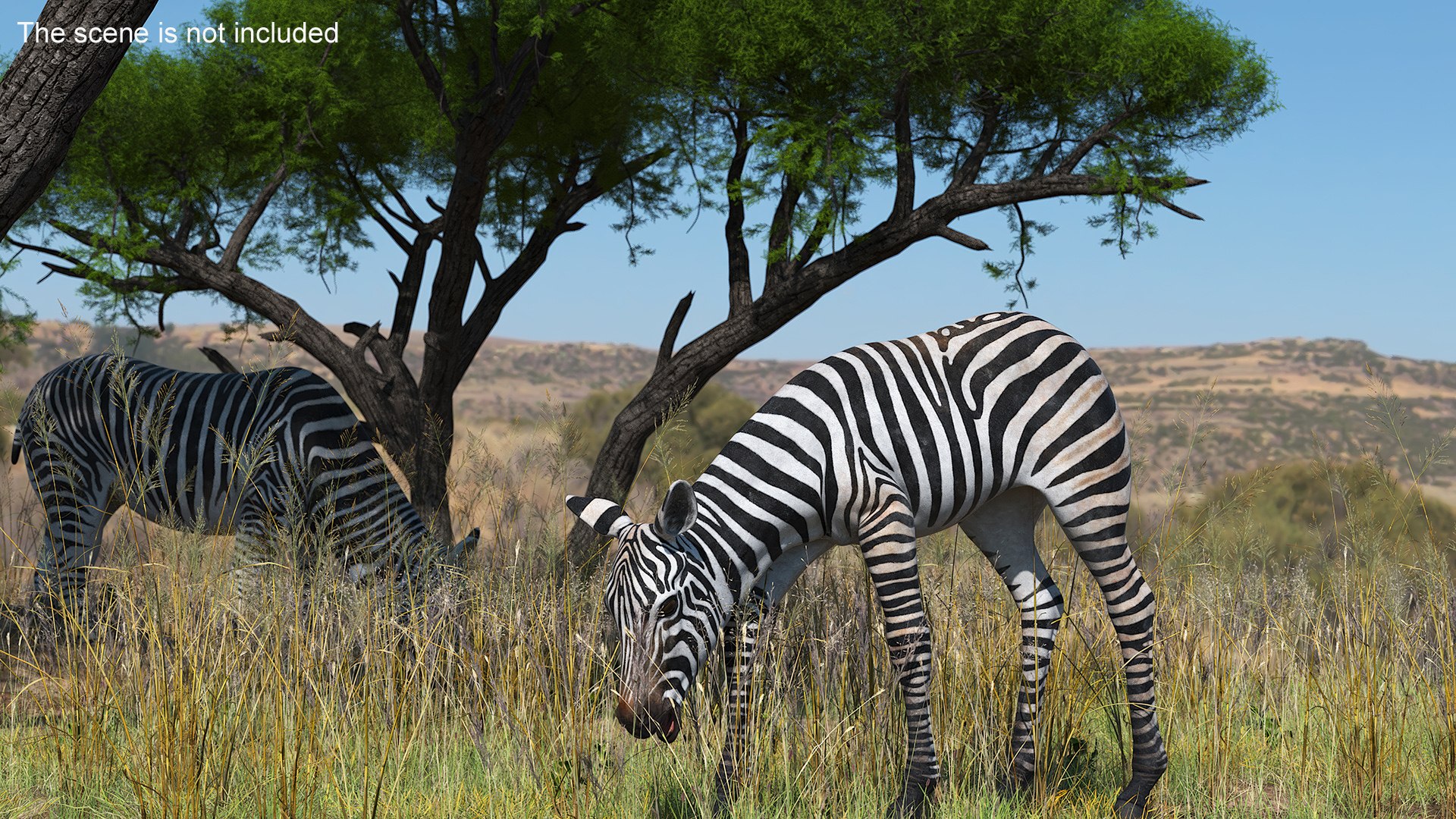 3D Young Zebra Rigged Model - TurboSquid 2366244