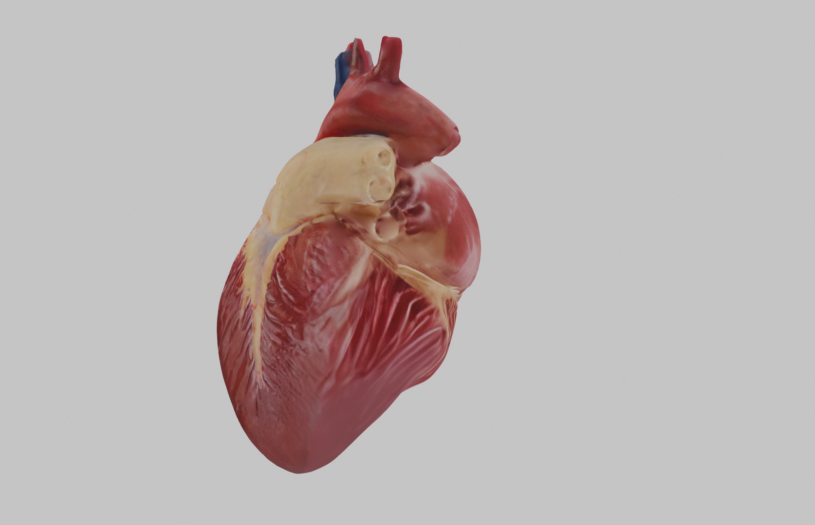 3D Anatomical Heart - TurboSquid 2261362
