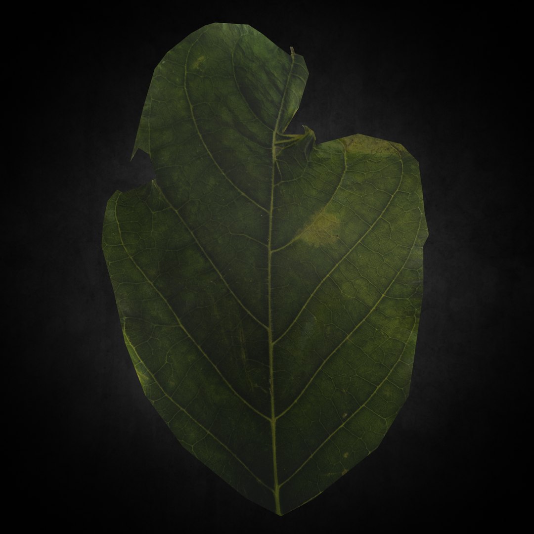 3D Leaf - TurboSquid 1617366