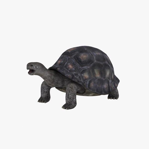 tortoise obj