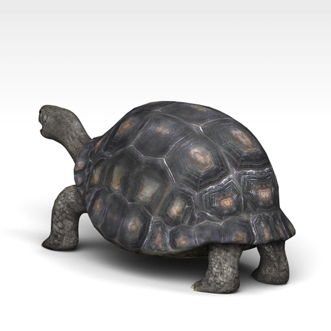 tortoise obj