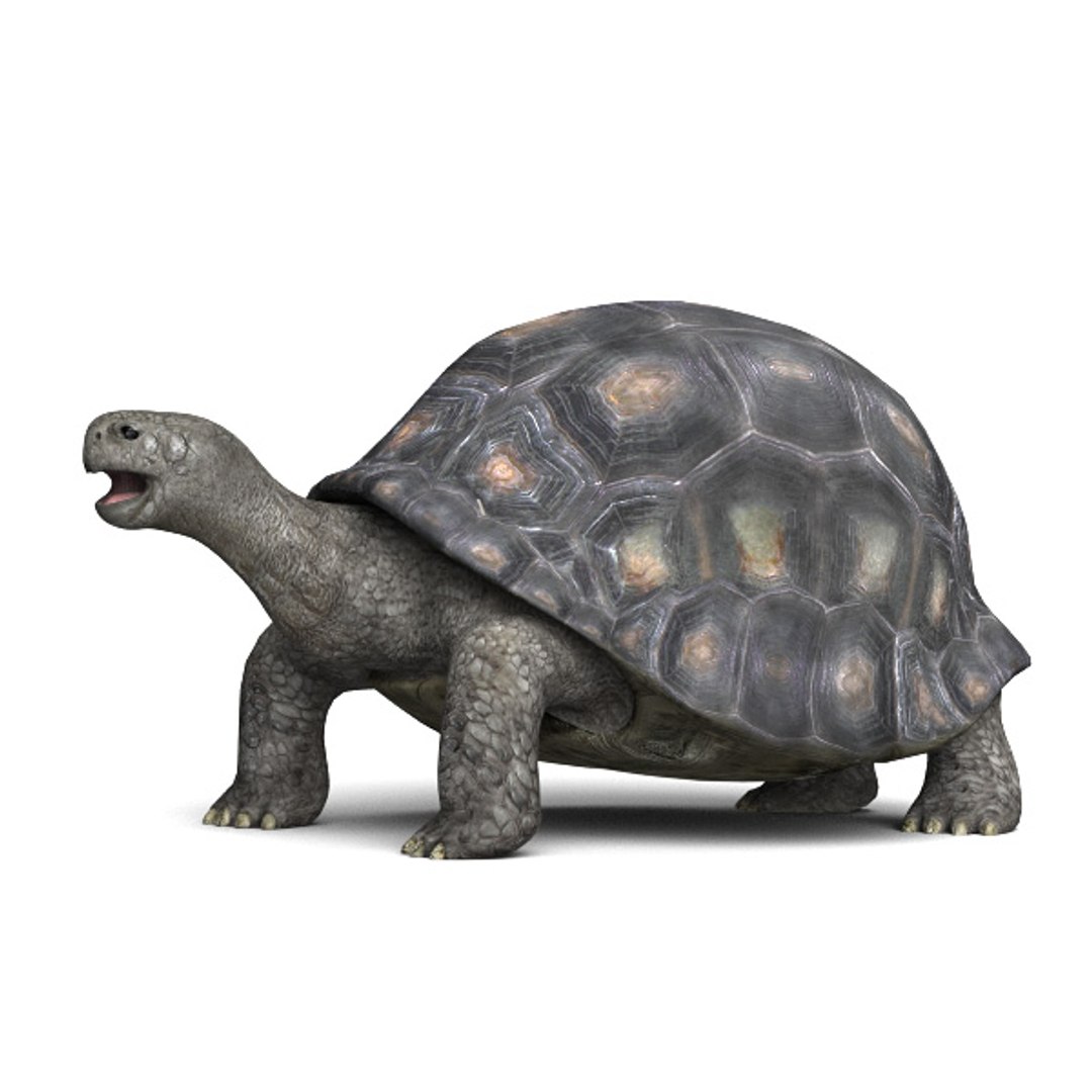 tortoise obj