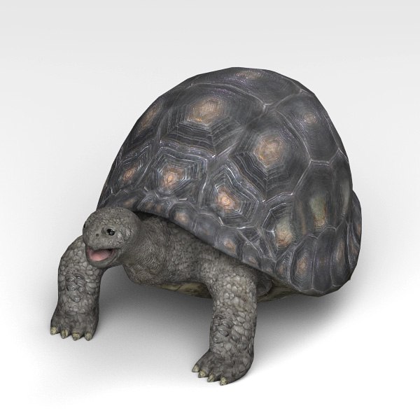 tortoise obj
