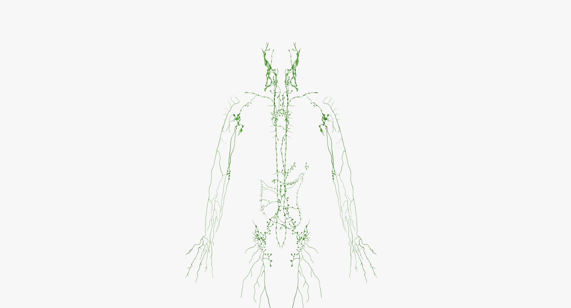 Male Skin Skeleton Lymphatic 3D Model - TurboSquid 1374700