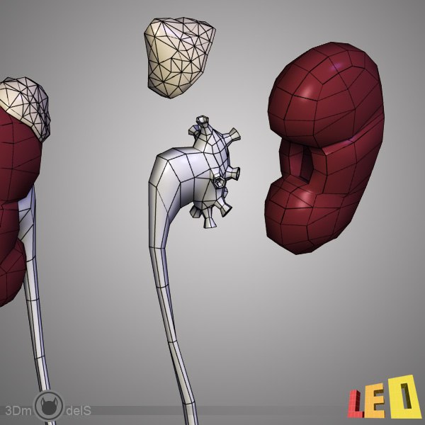 3d female body urogenital bones model