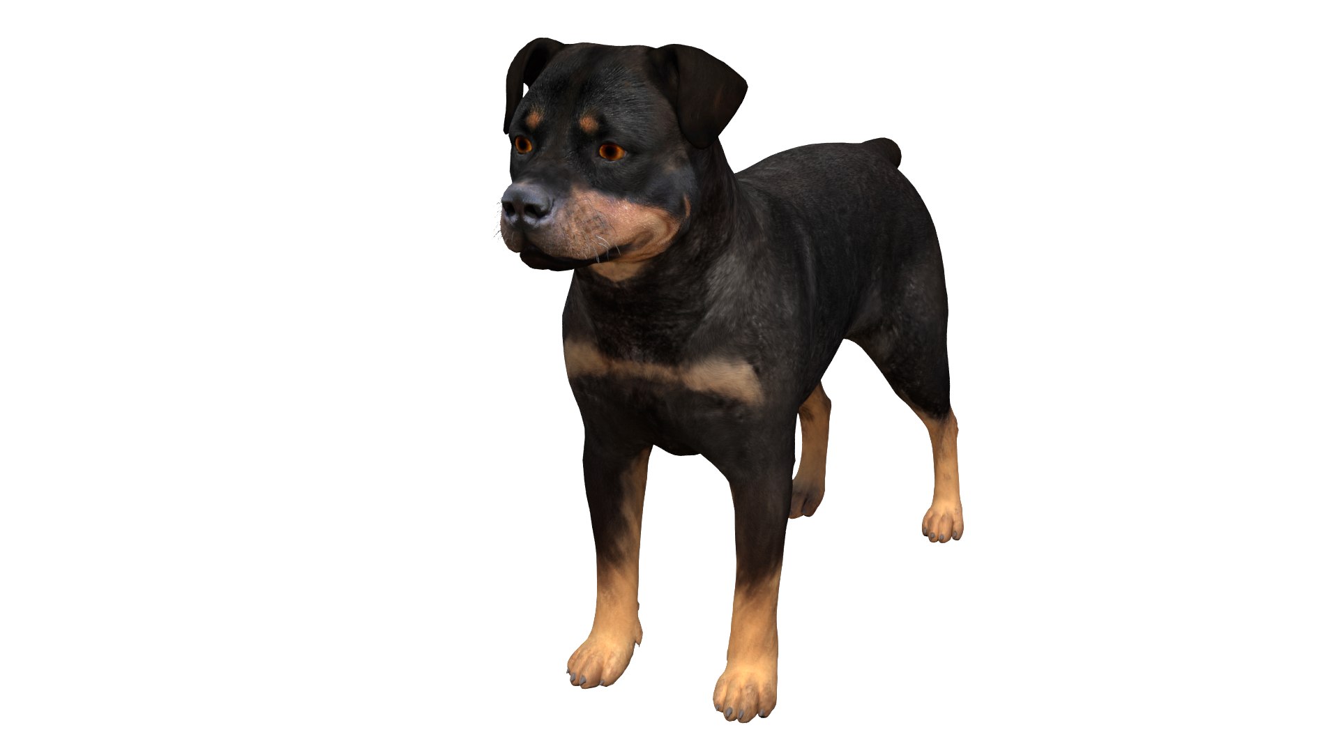 Rottweiler Dog 3D model - TurboSquid 2175786
