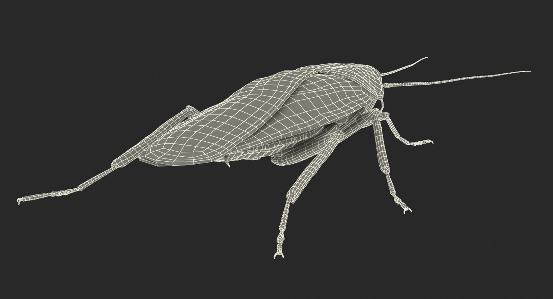 Cockroach Rigged 3D Model - TurboSquid 1195669