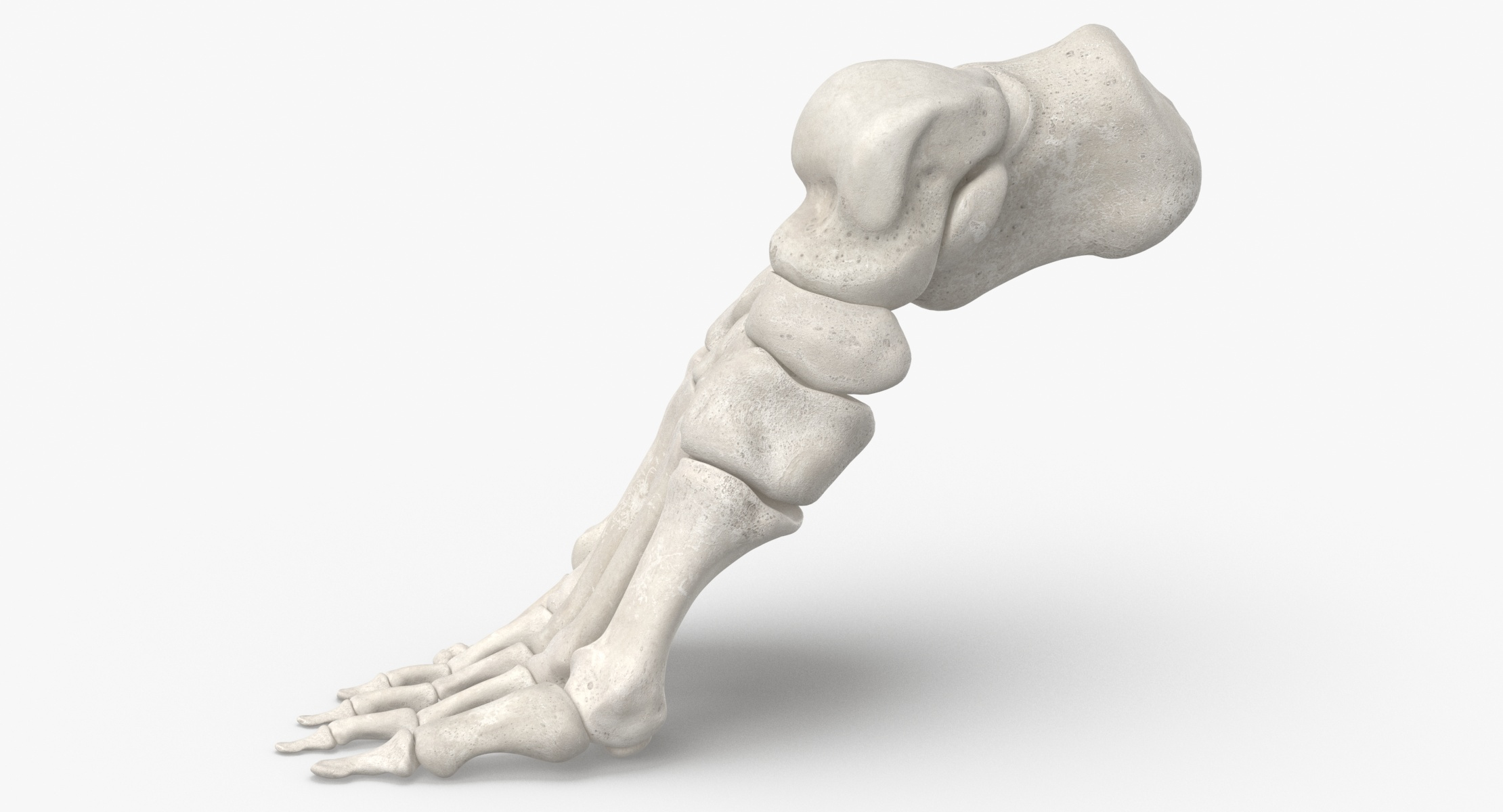 3D model human foot bones anatomy - TurboSquid 1538886