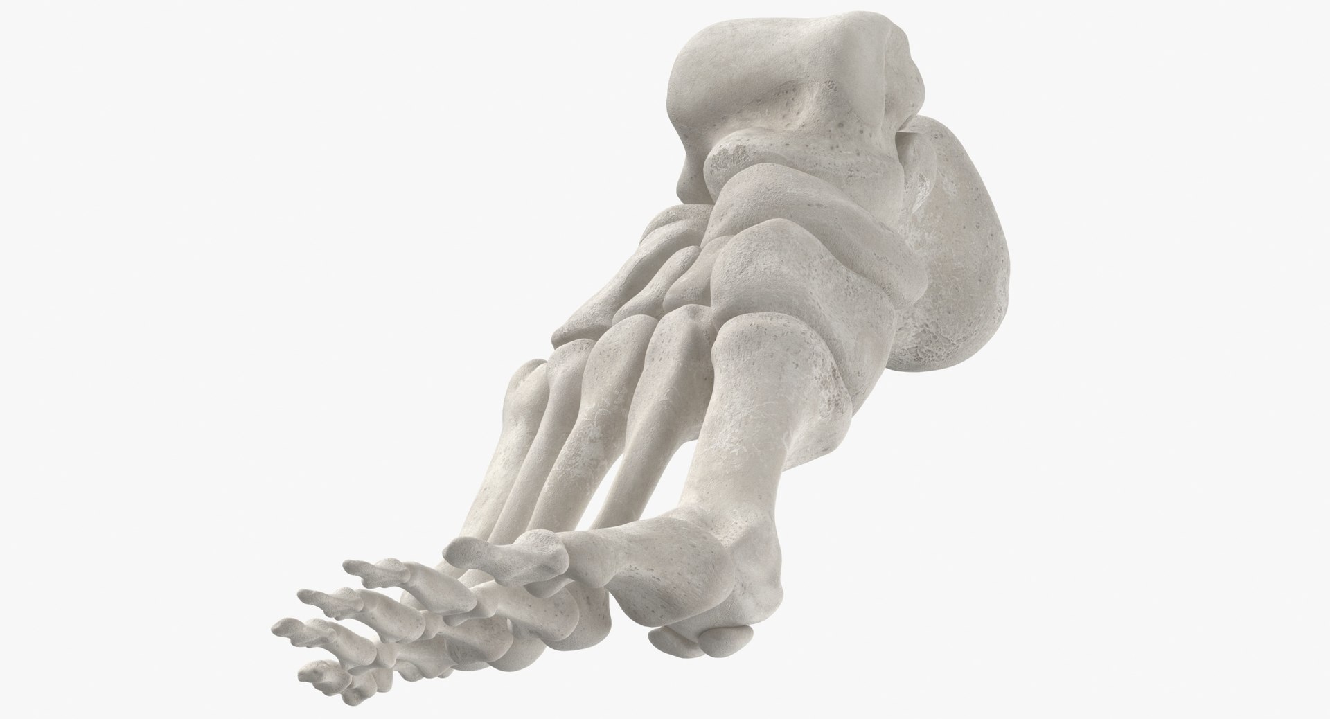 3D model human foot bones anatomy - TurboSquid 1538886