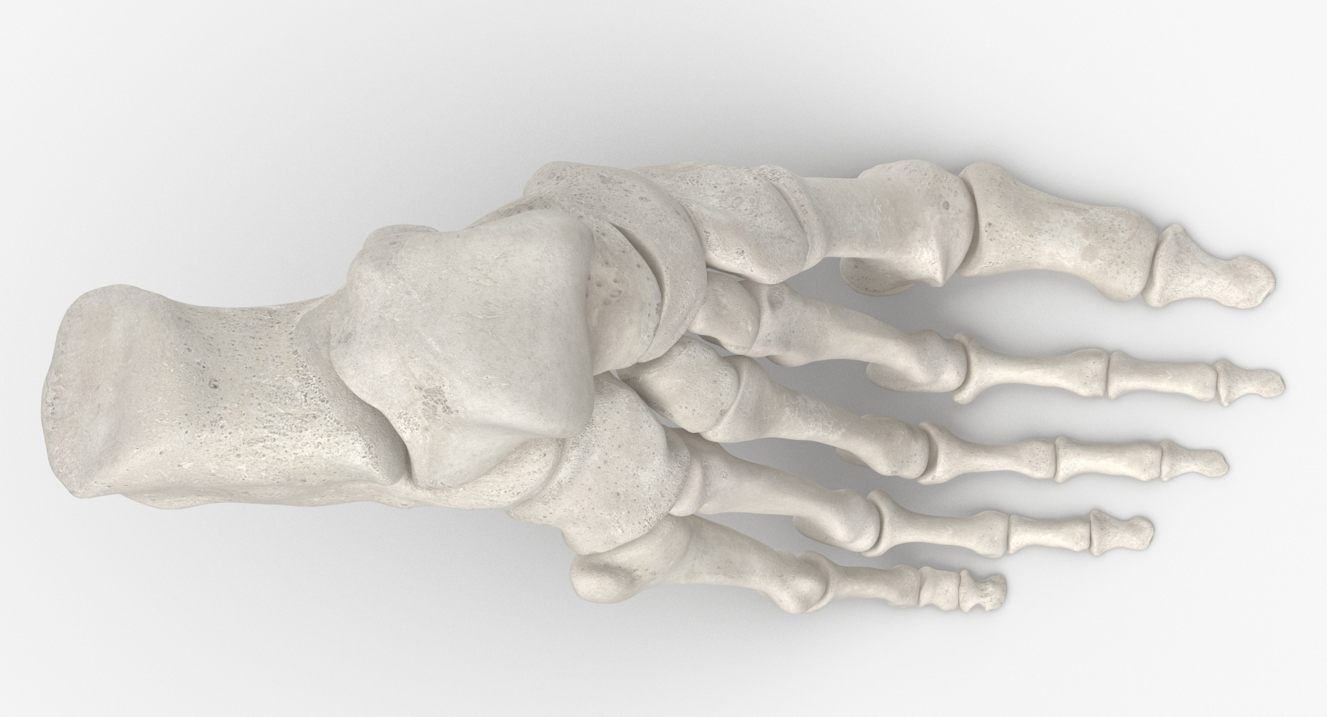 3D model human foot bones anatomy - TurboSquid 1538886