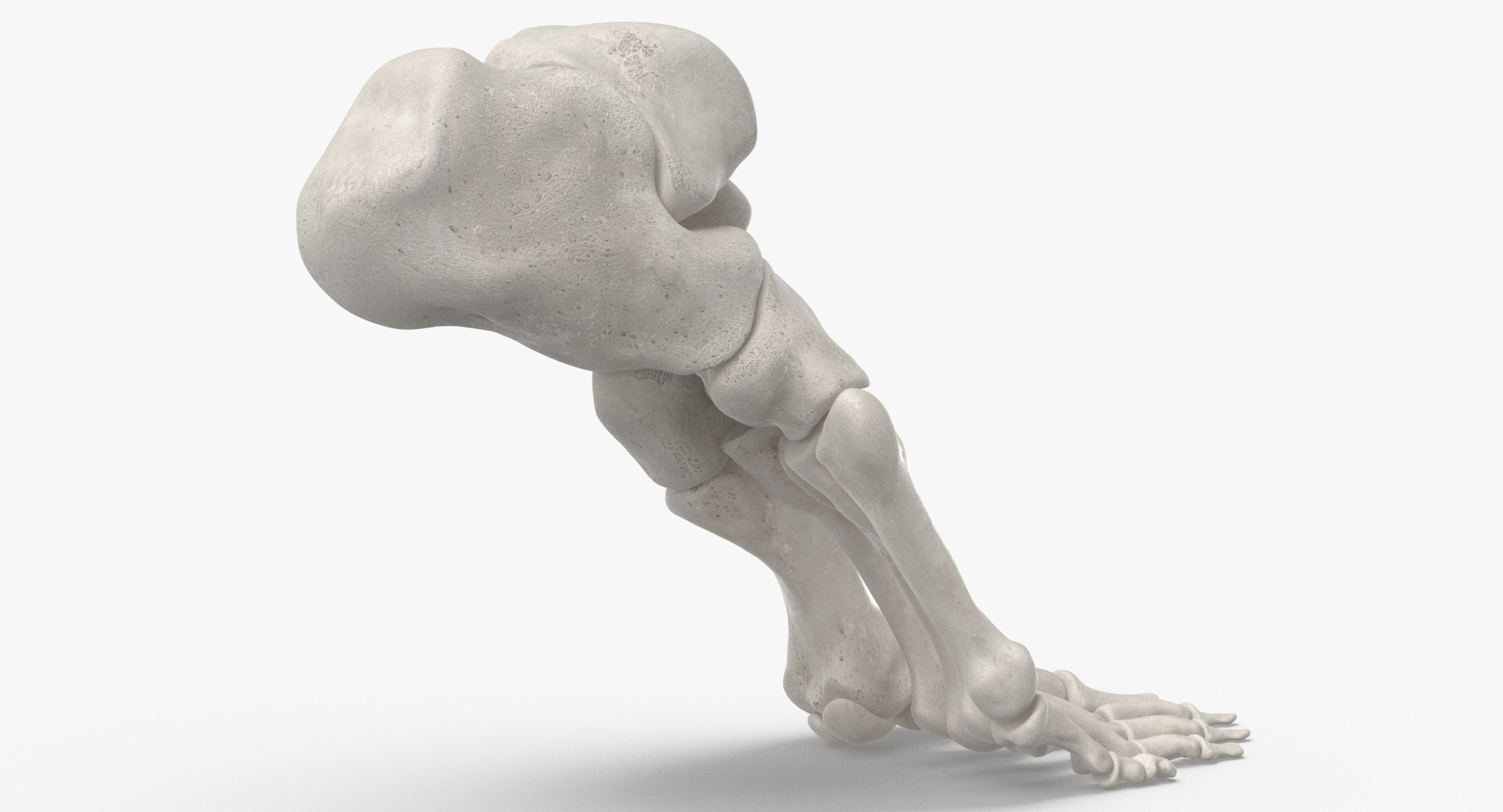 3d Model Human Foot Bones Anatomy Turbosquid 1538886