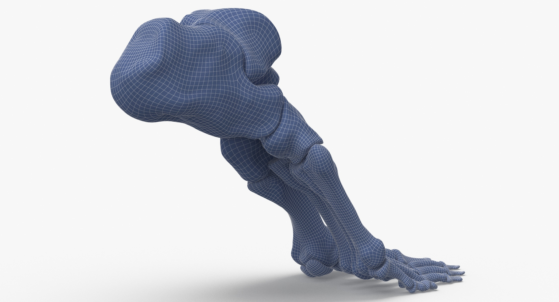 3D model human foot bones anatomy - TurboSquid 1538886