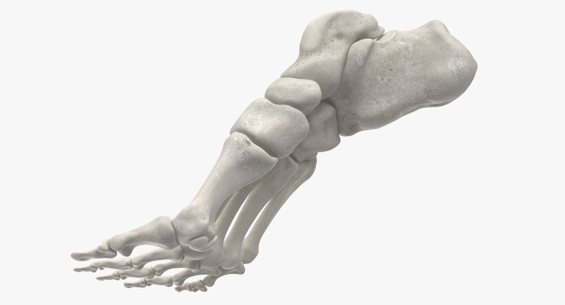 3D model human foot bones anatomy - TurboSquid 1538886