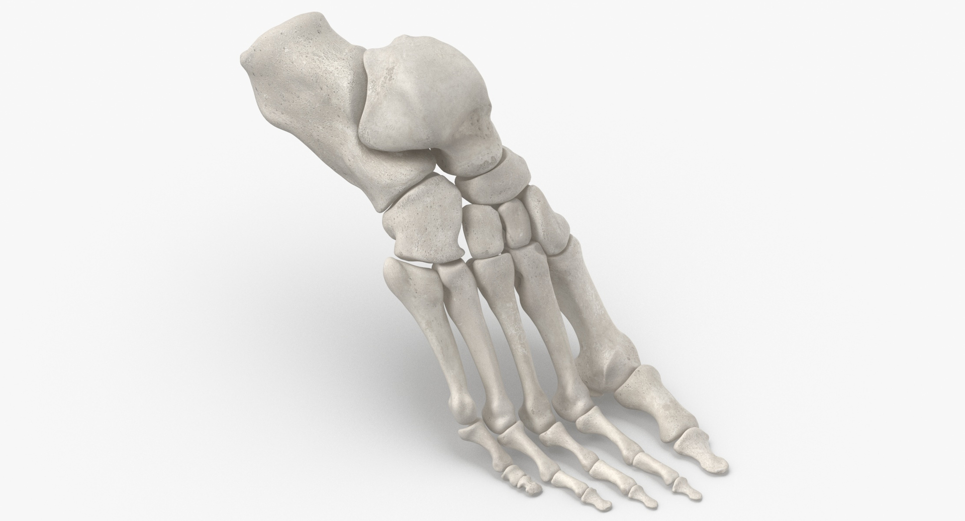 3D model human foot bones anatomy - TurboSquid 1538886