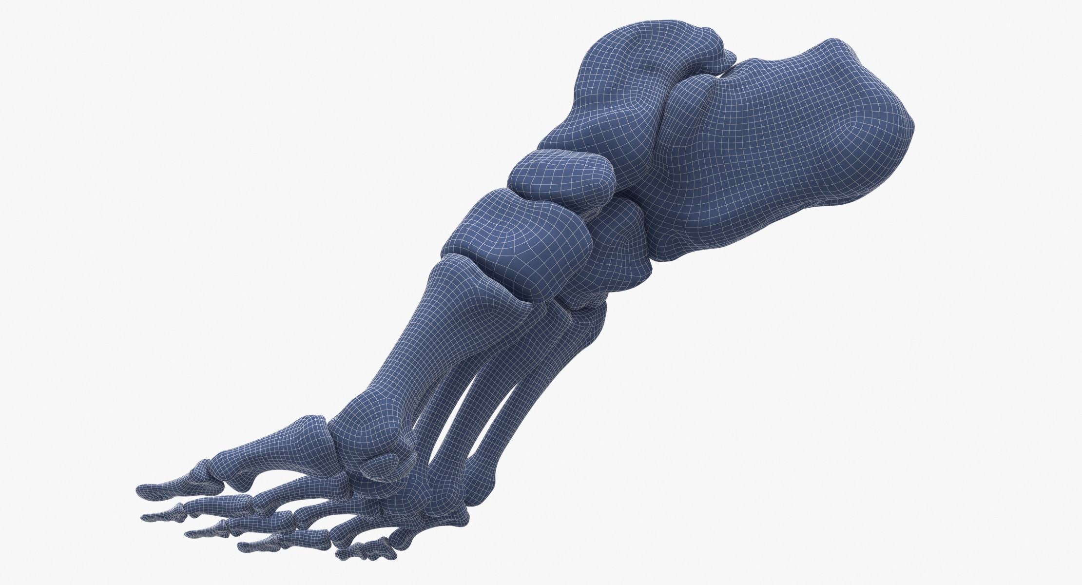 3D model human foot bones anatomy - TurboSquid 1538886