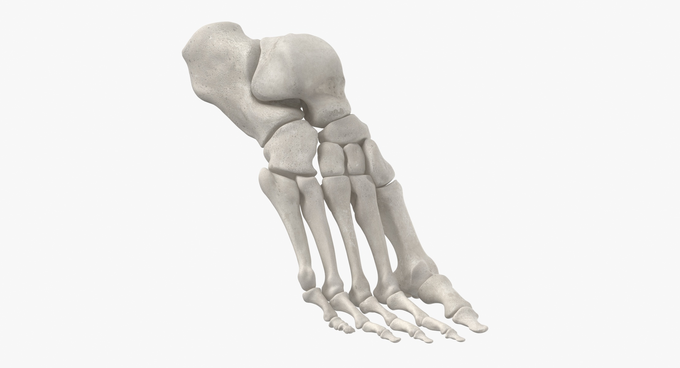 3D model human foot bones anatomy - TurboSquid 1538886