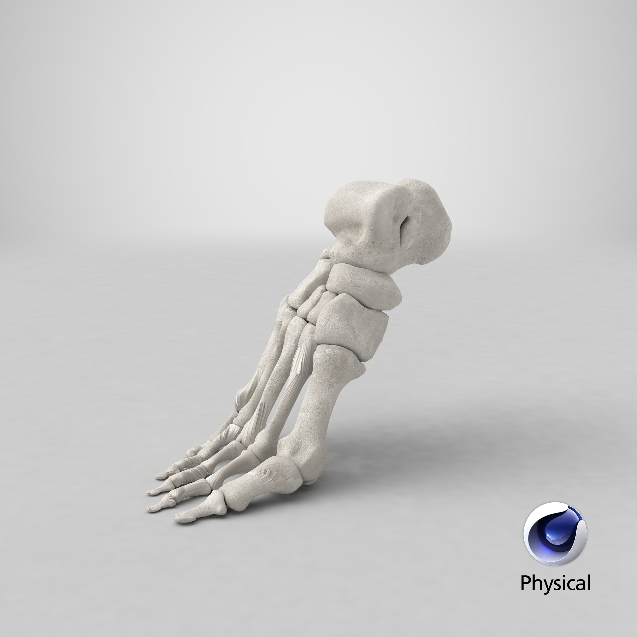 3D model human foot bones anatomy - TurboSquid 1538886