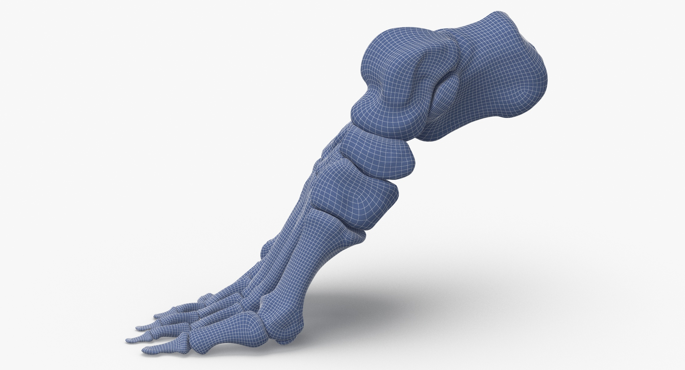 3D model human foot bones anatomy - TurboSquid 1538886