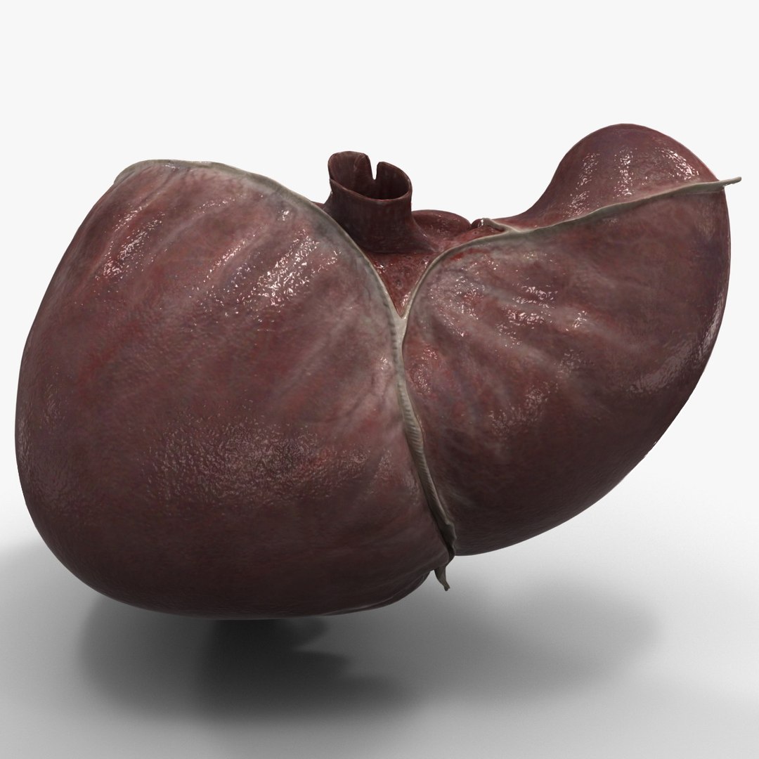 3dsmax Human Liver