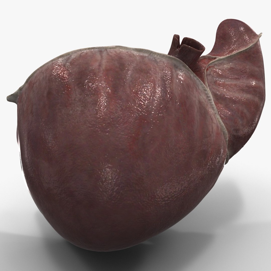 3dsmax Human Liver