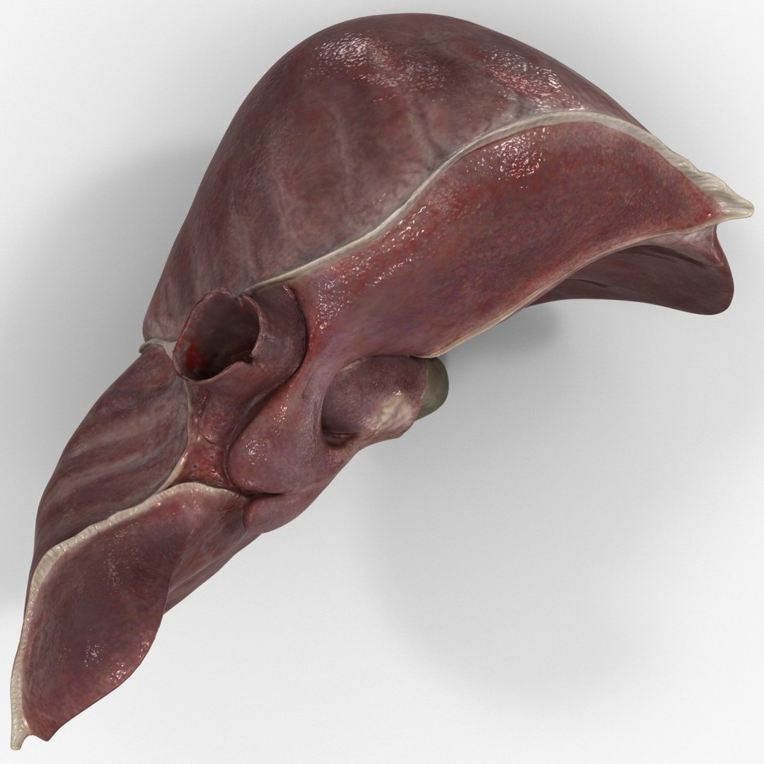 3dsmax Human Liver